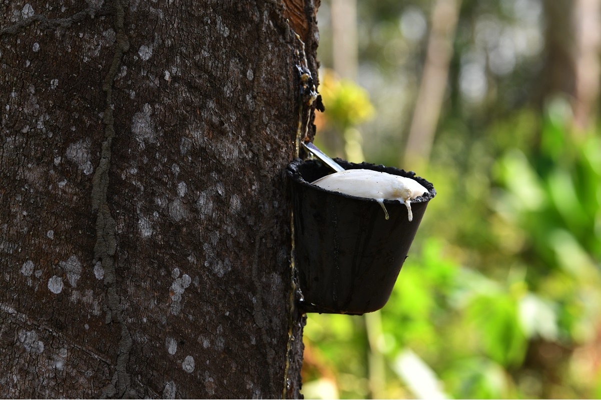 MPIC, MRB plan various programmes to continue empowering rubber ...