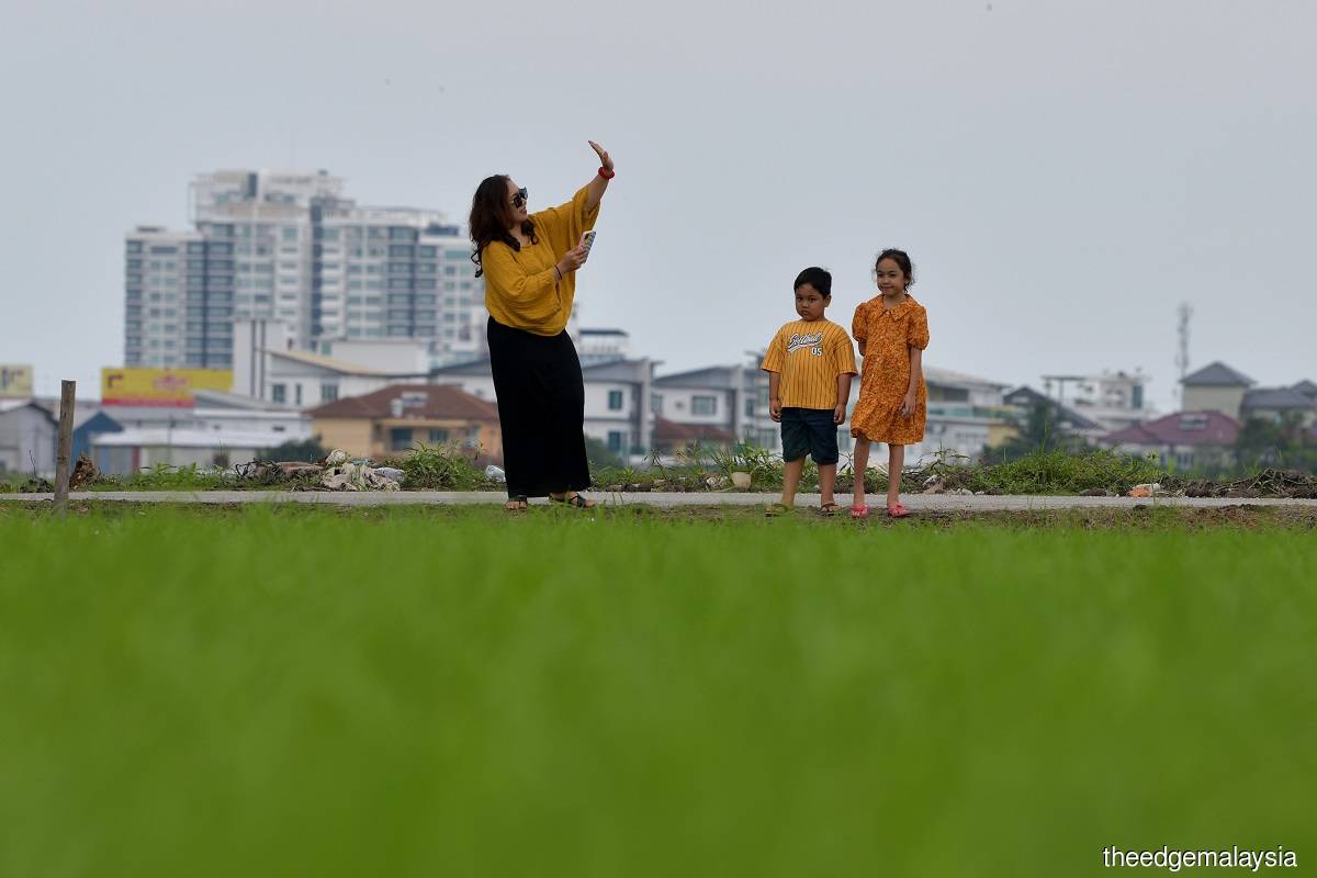 Increase paddy floor price to RM1,500, former agriculture minister urges
