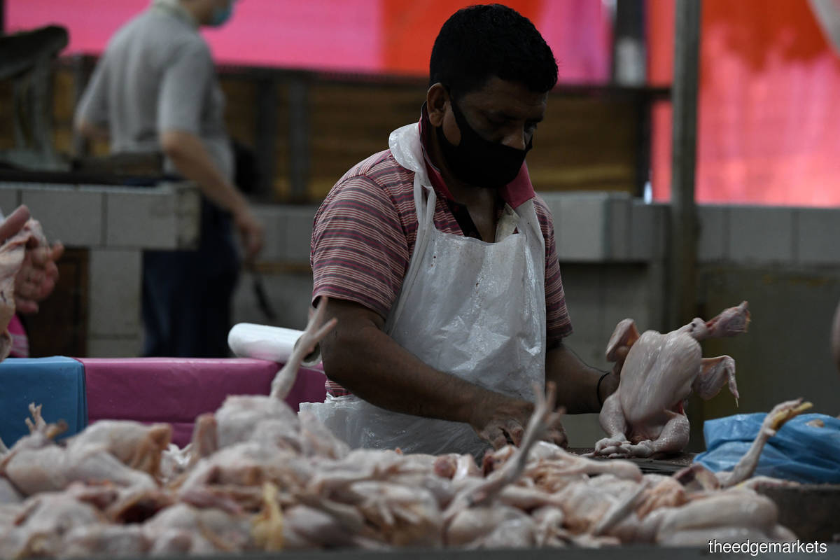 Govt to consider lifting chicken export ban, says deputy minister ...