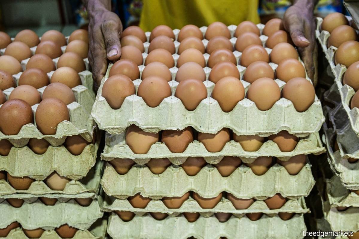 Govt grants six-month approval for eggs import from India to only one ...