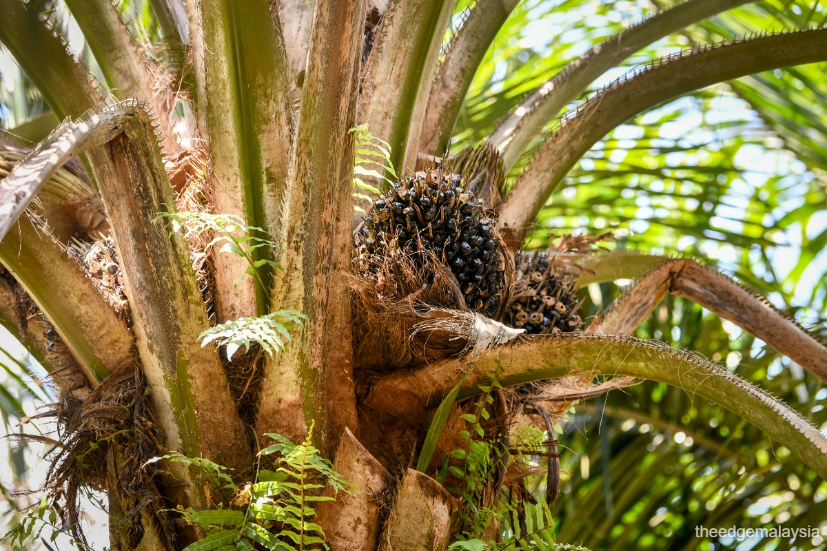Malaysia's palm oil stocks hit 6½-year high in October as output surges ...