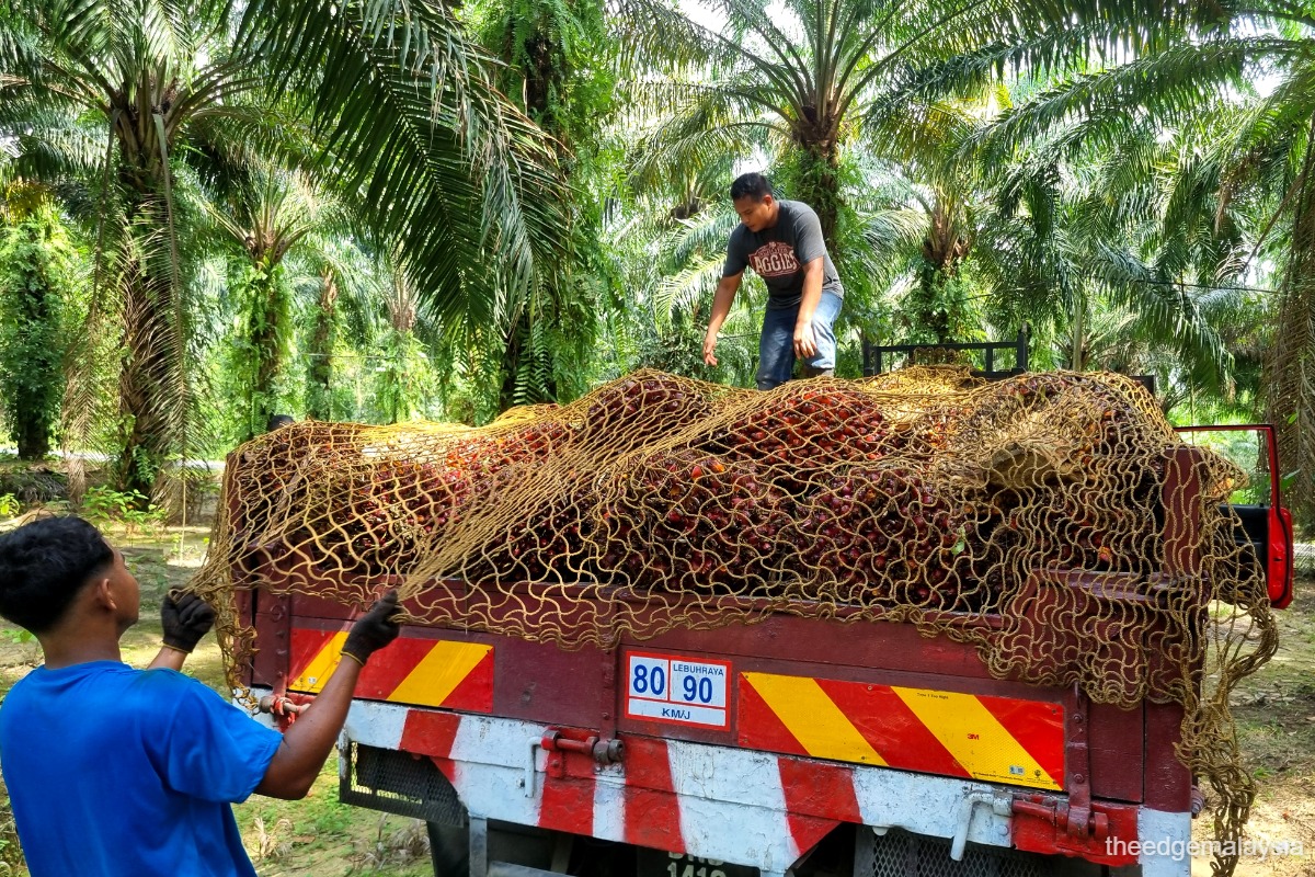 CPO prices, Malaysian refiners may gain from Indonesia’s palm oil ...