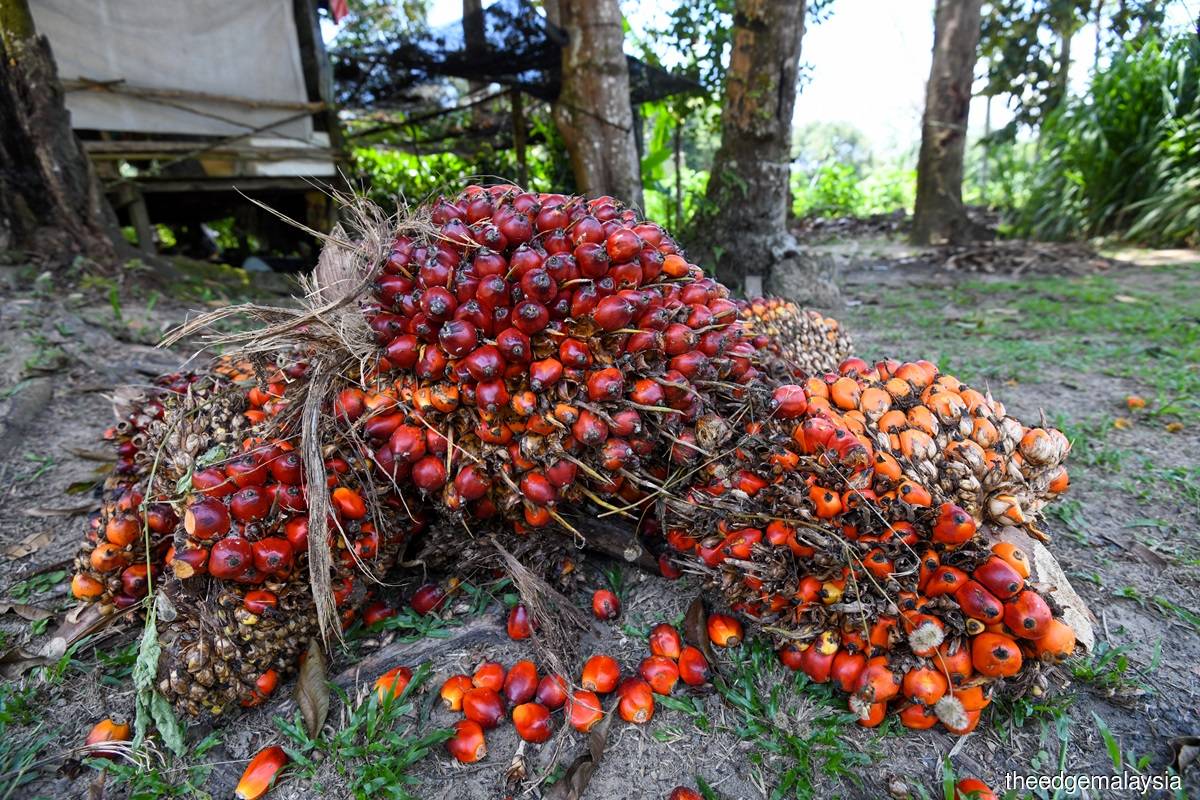 Negri Sembilan Oil Palms pays 14 sen dividend, including a special nine ...