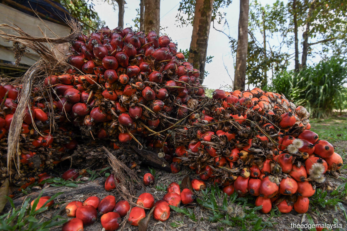 Plantation Ministry mulling incentives for using palm oil waste in ...