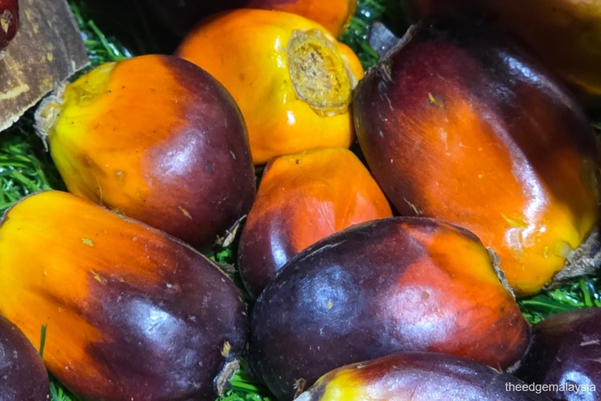 Govt to expand financing scope of Countering Anti-Palm Oil Campaigns ...