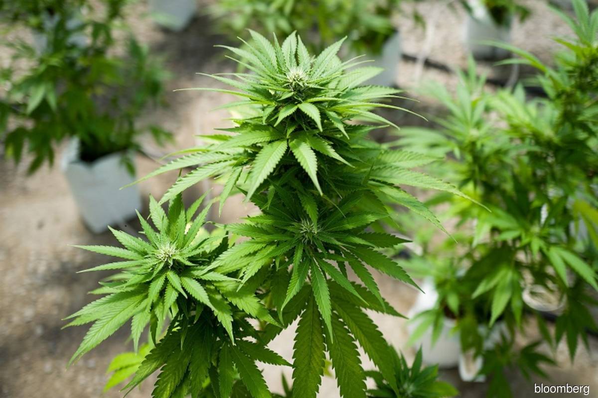 No Recreational Use Of Cannabis In Malaysia Says Khairy Klse Screener