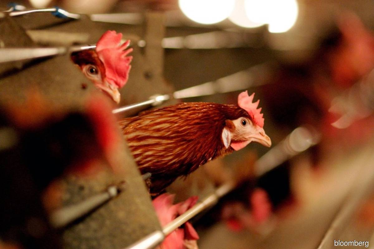 Japfa completes new delivery of live chickens from Indonesia to Singapore