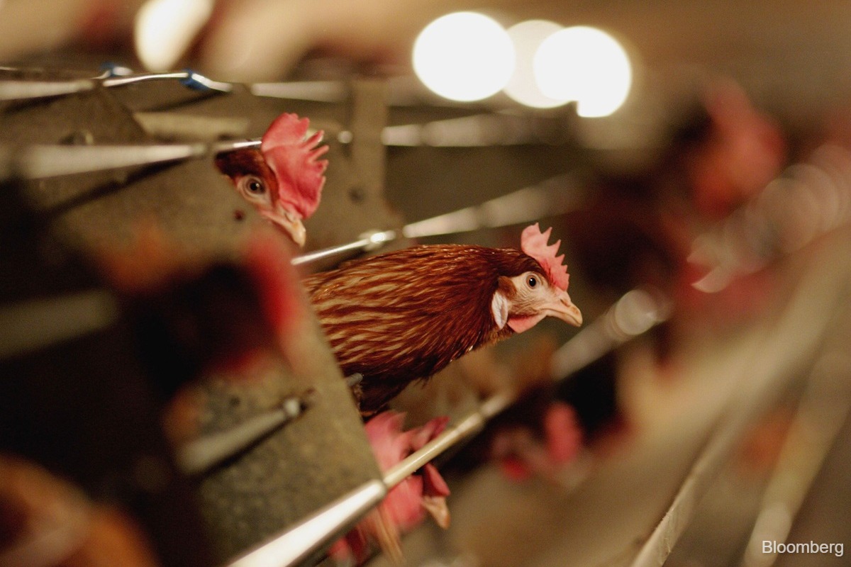 Malaysian poultry stocks rise after govt scraps price control ...