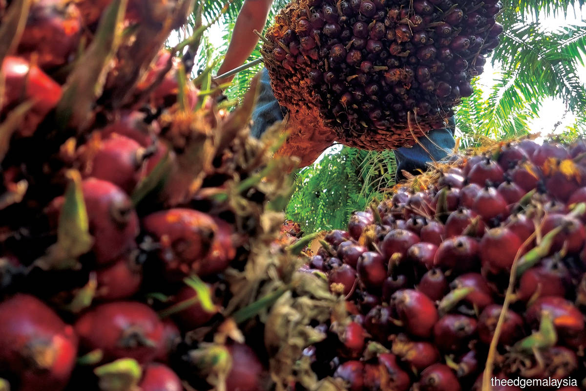 Cover Story 1: Taxing issues for palm oil sector