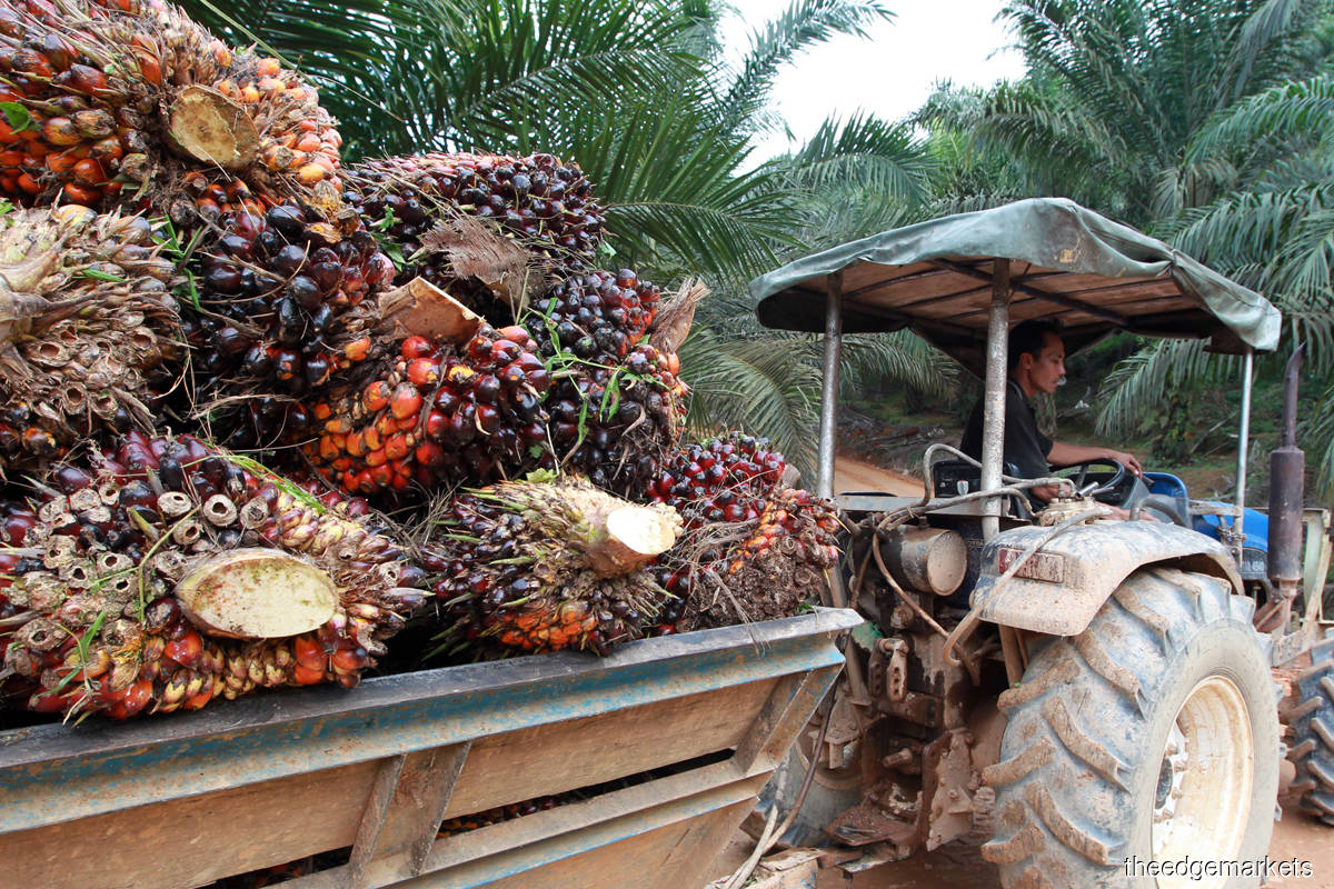 Cover Story: Commodity boom seen capped in 2H, but plantation stocks ...