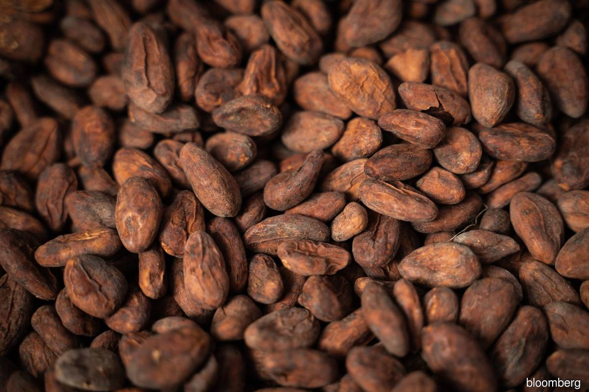 Cocoa price surge may increase borrowing and leverage for Guan Chong ...