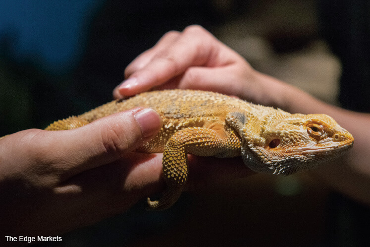 Cold-blooded haven