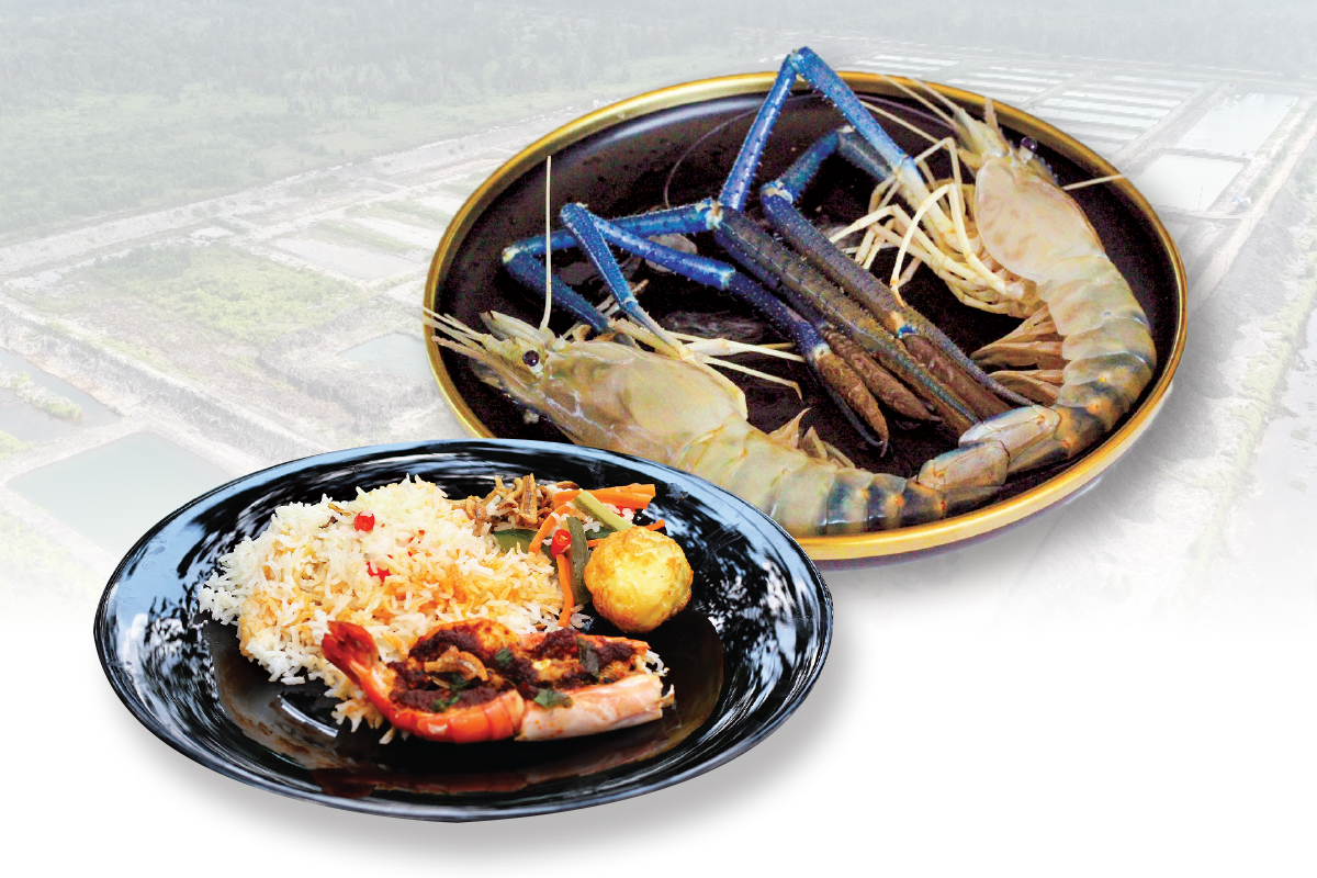 Start-up: Making freshwater prawns affordable