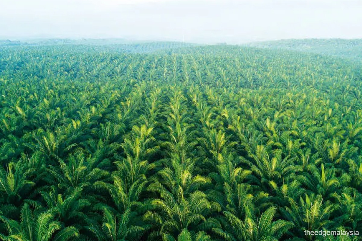 Agriculture: Sustainable palm oil practices in Surat Thani province