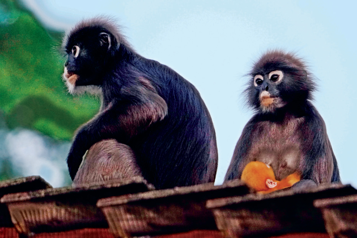 Profile: Restoring nature, one monkey at a time