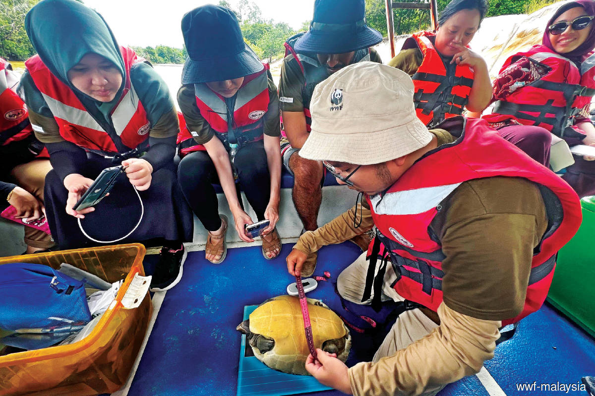 Wildlife: Saving Malaysia’s painted terrapins