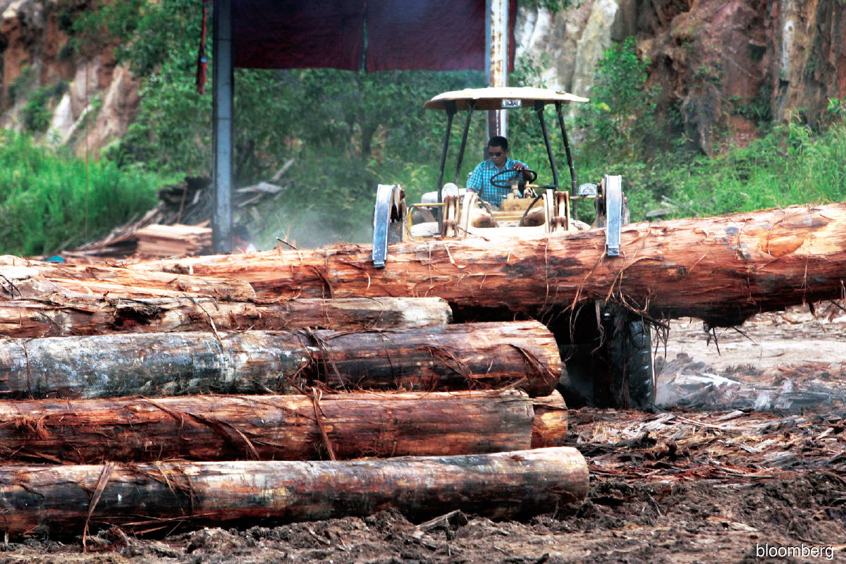 Regulations: Is the timber industry ready for the EUDR?