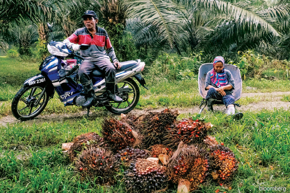 Ratings: Picking the best ESG-rated plantation stocks