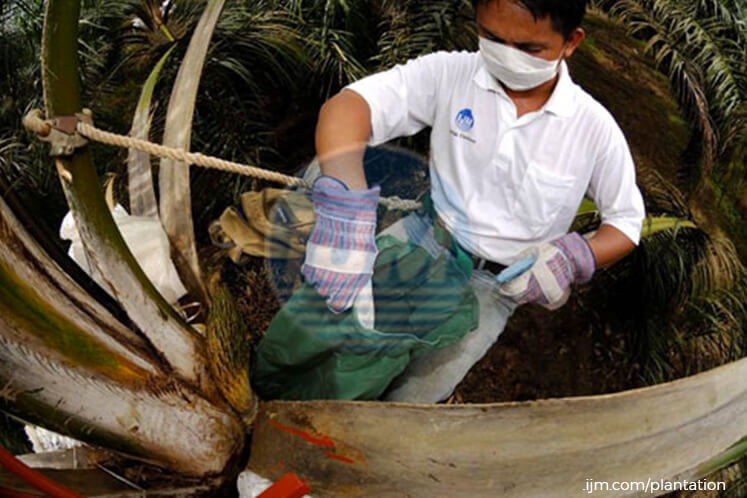 FFB growth expected to continue for IJM Plantations