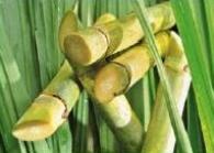 Indofood Agri plans new Indonesian sugar mill to feed local demand