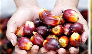 Indofood Agri's 4Q2014 earnings flat at IDR225.4 billion