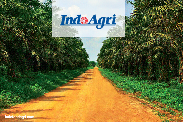 Stock up on Indofood Agri when its price goes down, says DBS