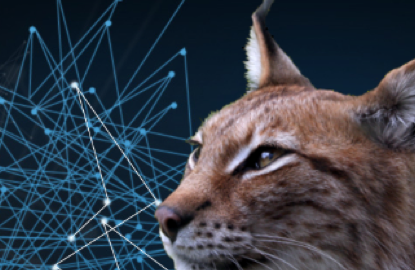 Is Lynx Analytics Singapore's future Google?