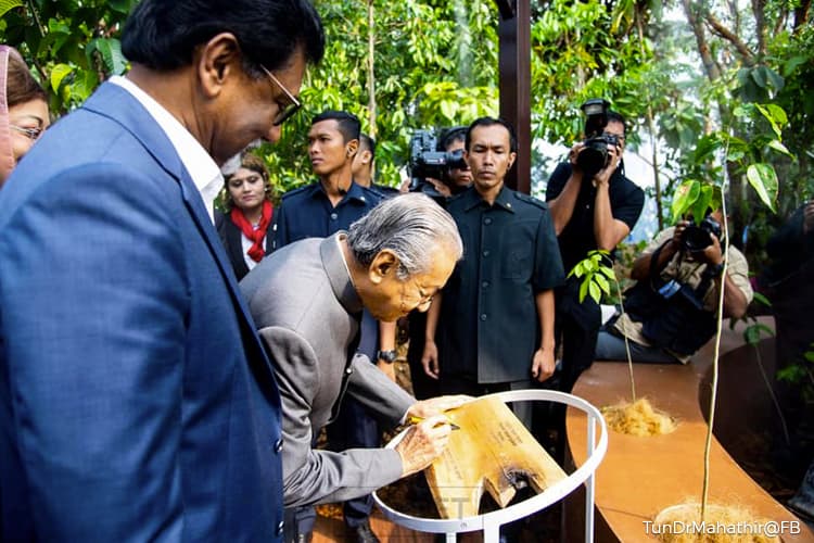 Merbau is Malaysia's national tree