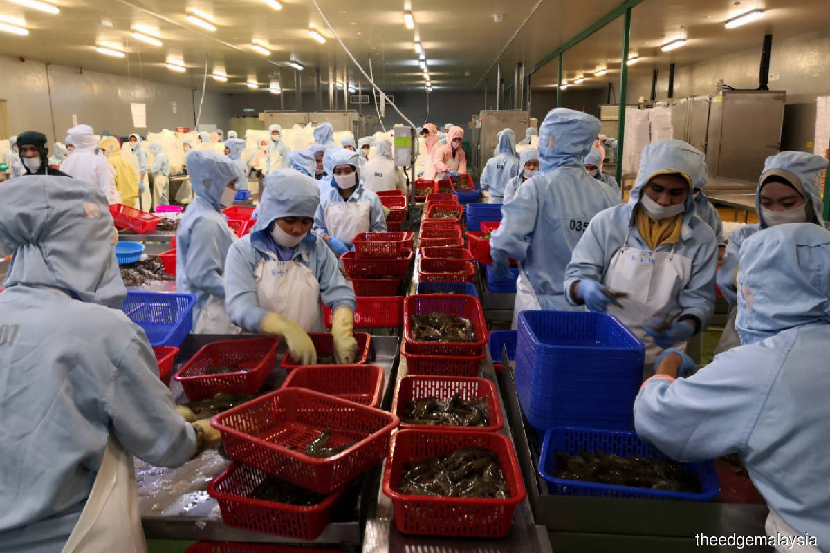 MAG sees good harvest from shrimp aquaculture business