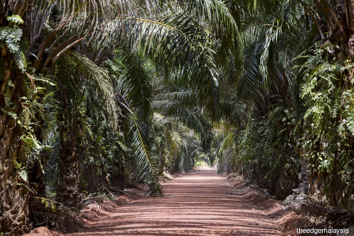 SD Guthrie FY2024 earnings to grow 47% on recovery of FFB production ...