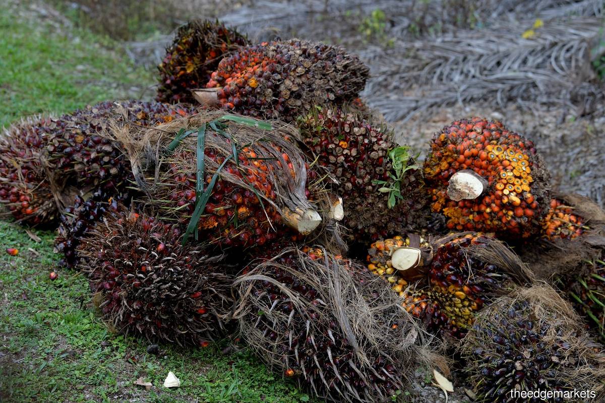 Palm oil closes at record high on concern over shrinking supply | KLSE ...