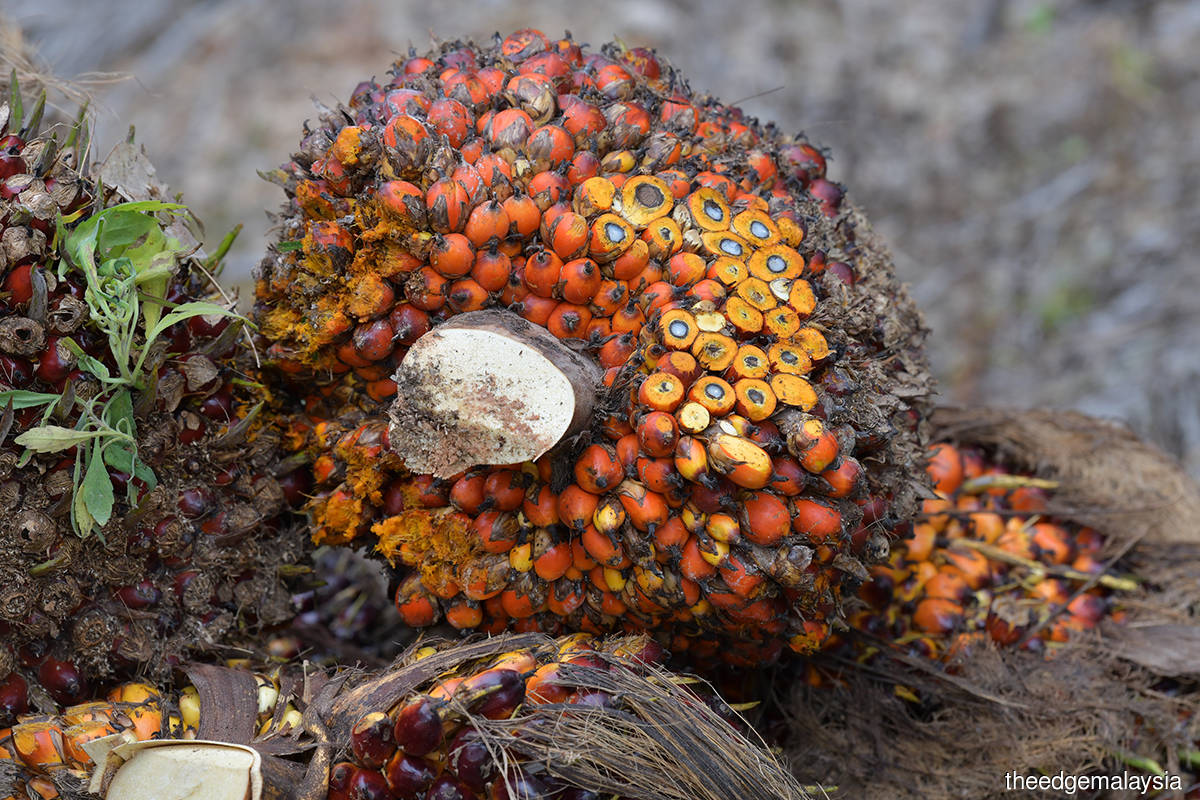 BMI raises palm oil futures contracts forecast for 2024 to RM3,750 per ...