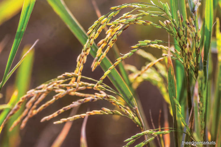 Breaking up rice monopoly could result in cartels, cautions Padi Rescue
