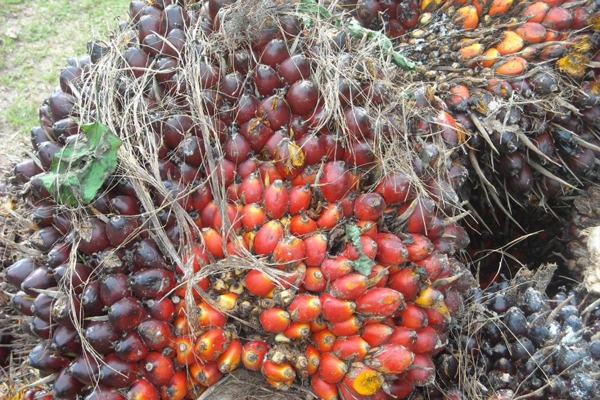 HLIB: Plantation sector may register flattish to weaker q-o-q earnings ...