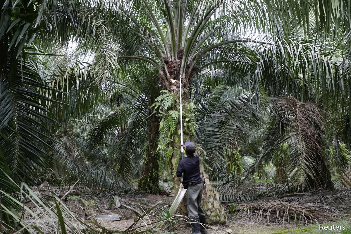 Bursa palm oil gauge closes down the most
