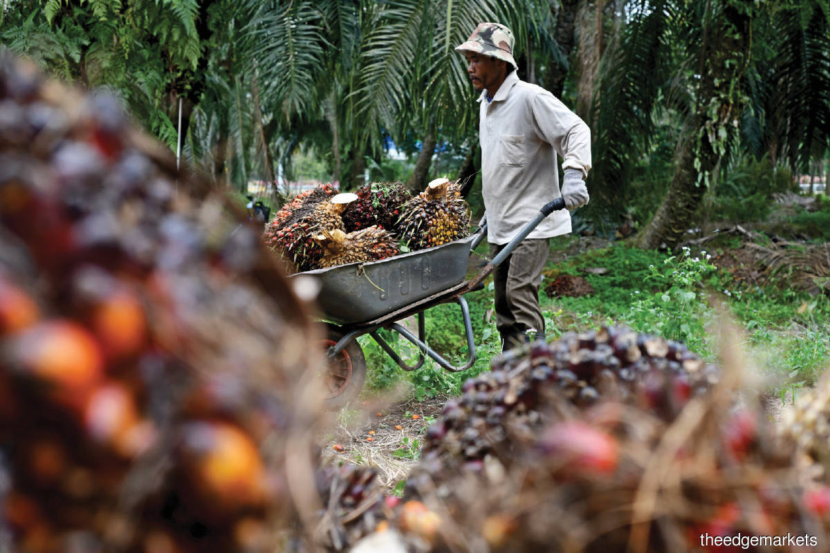 Plantation stocks finally in sync with CPO gains