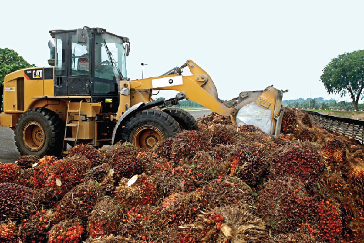 Plantation stocks at multi-month highs as CPO futures breach RM5,000 ...
