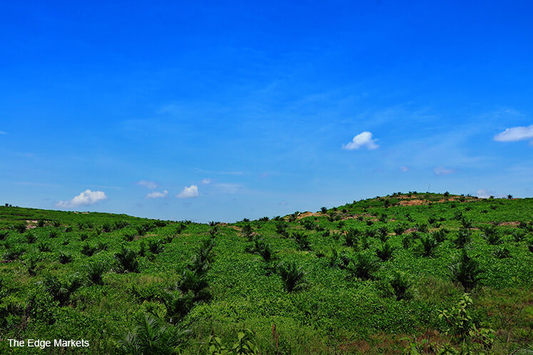 Softer CPO price outlook for the plantation sector