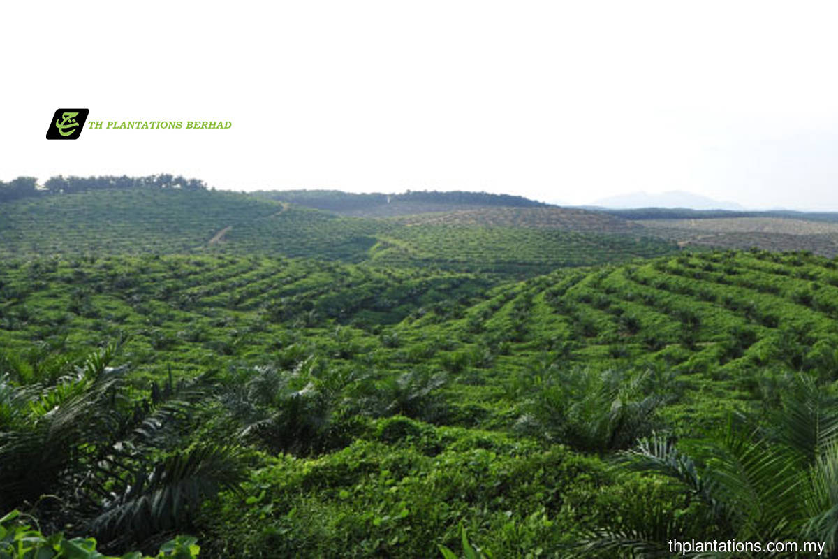 Tamaco withdraws lawsuit against TH Plantations over discontinuance of ...