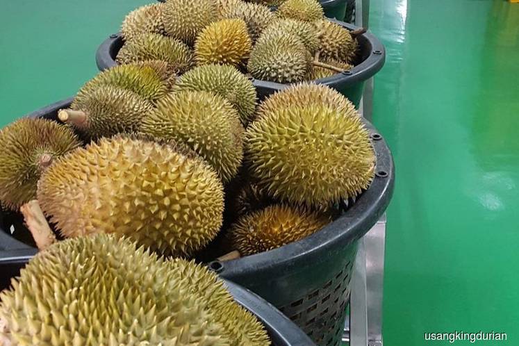 Musang King durian now available online and offline in China | KLSE ...