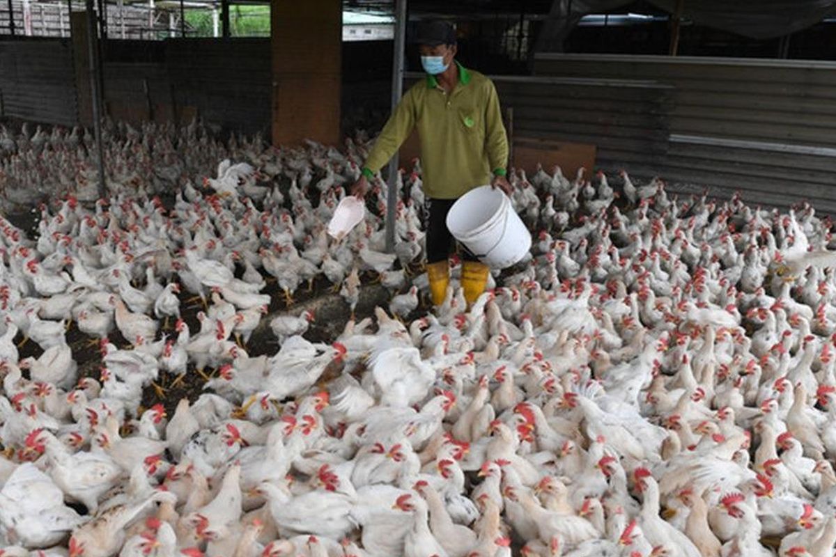 High court grants feedmillers temporary stay of RM415.5 mil fine ...