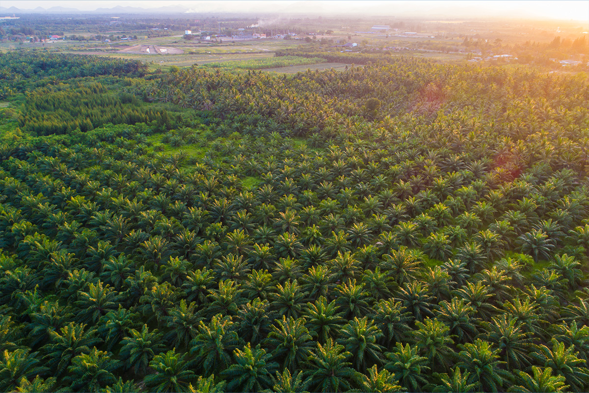 Africa’s new palm oil frontier: PHC positions DRC for growth and ...