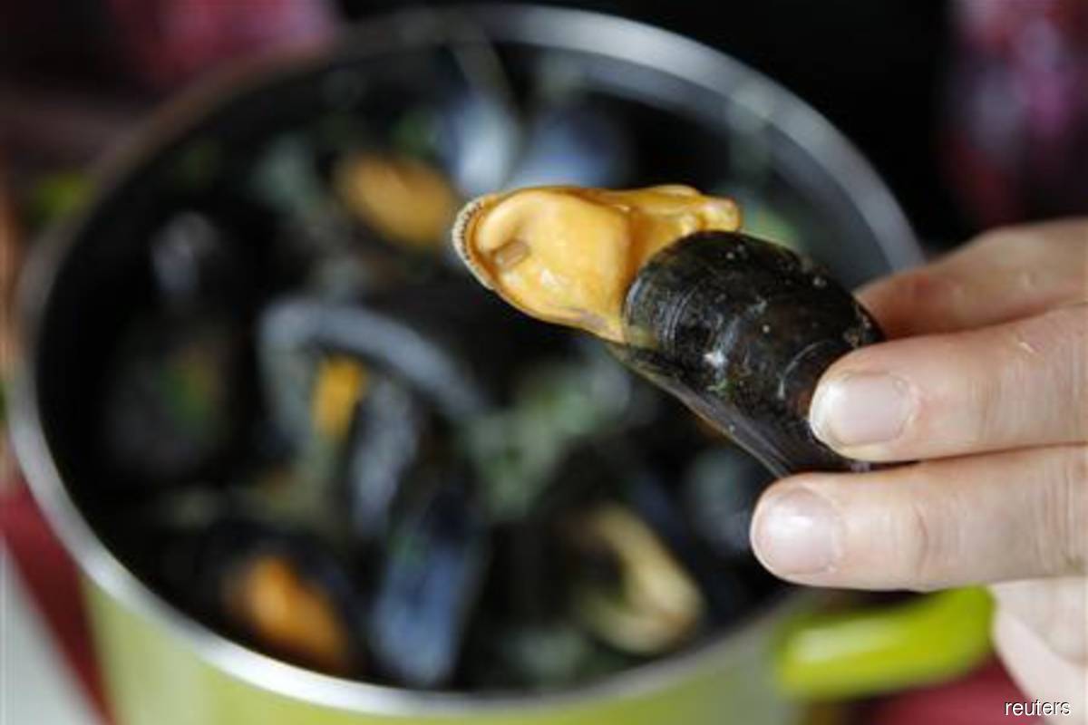 Contaminated mussels: Melaka Fisheries Dept to continue monitoring ...