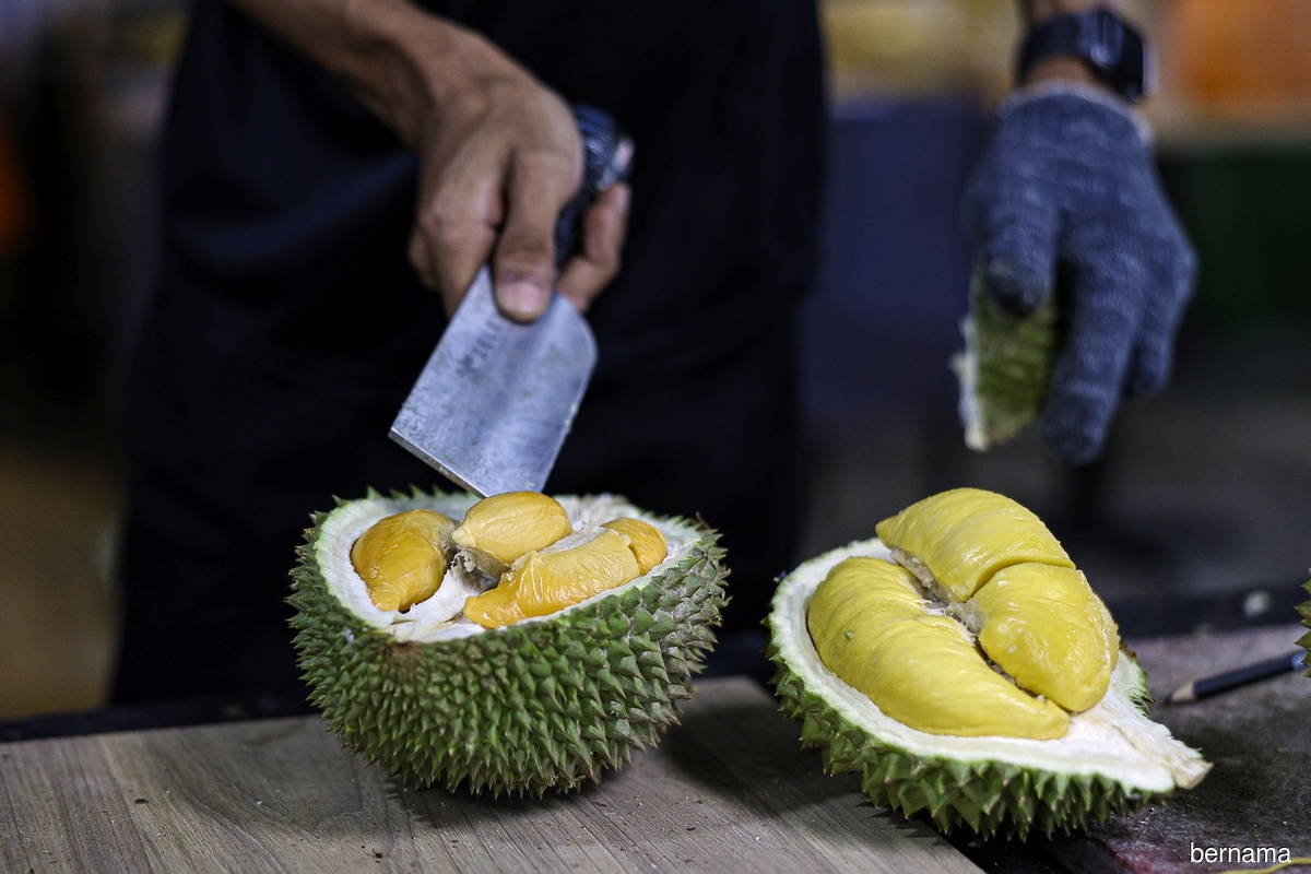 Govt to study methods of transitioning to high-value durians, Dewan ...