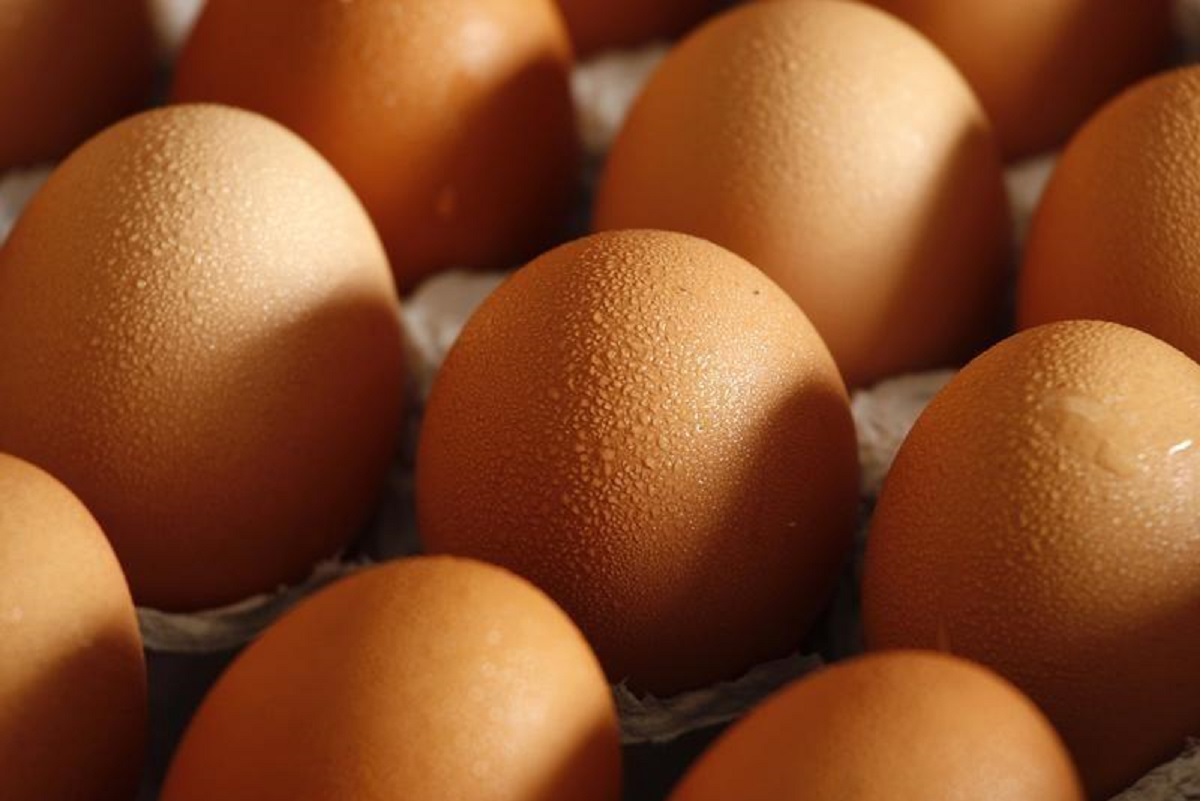 Singapore recalls eggs from Lay Hong Layer Farm Jeram | KLSE Screener