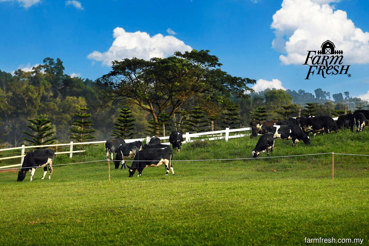 Farm Fresh poised for a technical breakout, says RHB Retail Research