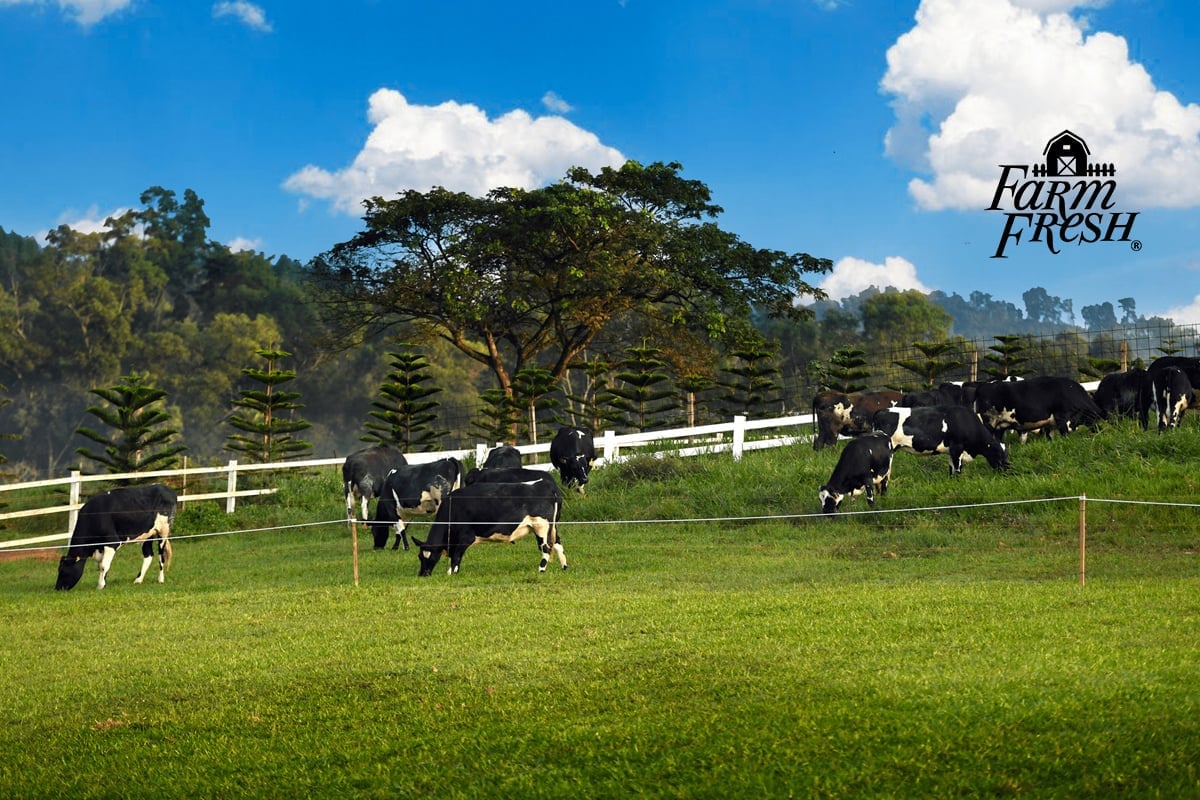 Farm Fresh连续第三天写新低
