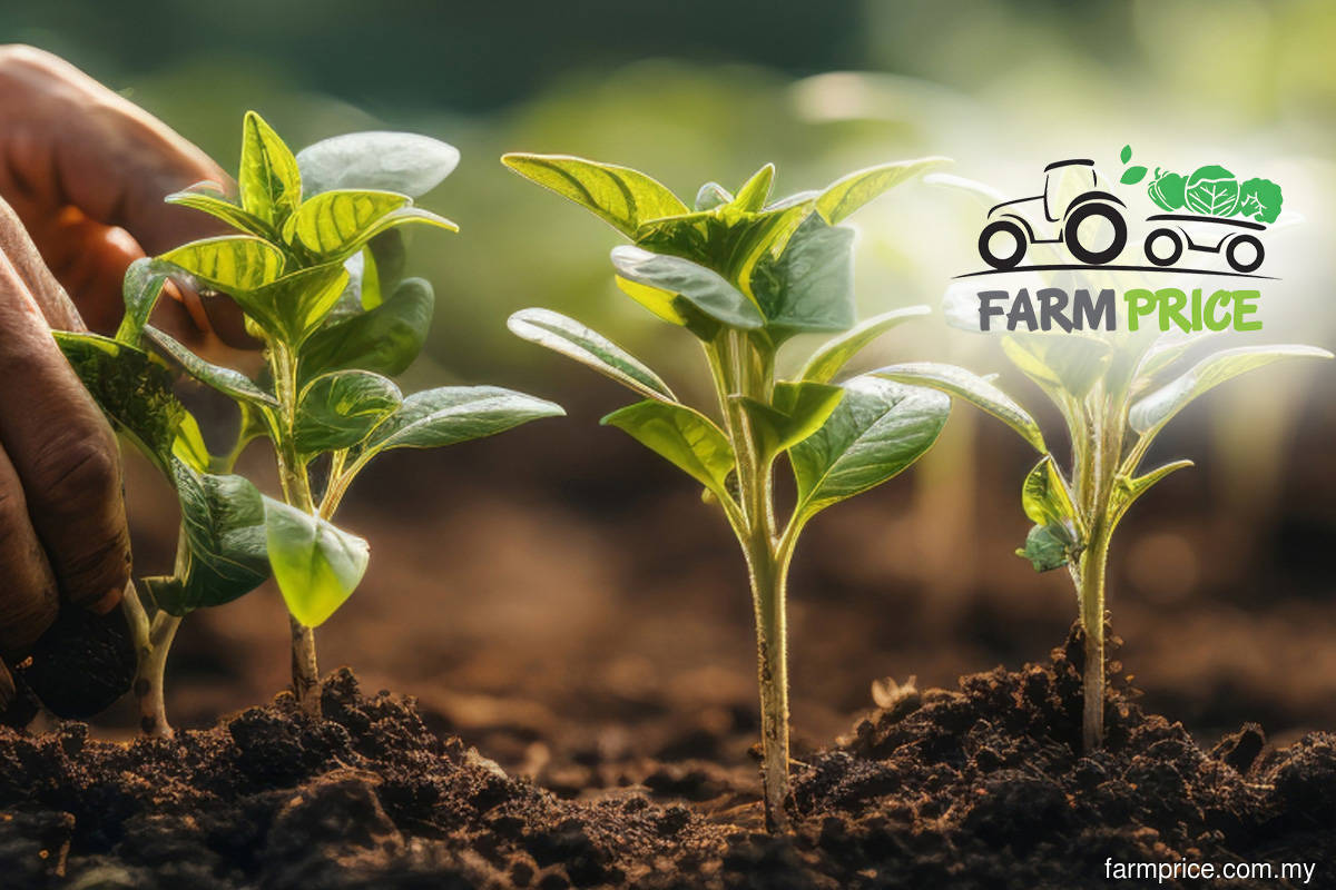 Apex Securities advises investors to subscribe to ACE Market-bound Farm ...