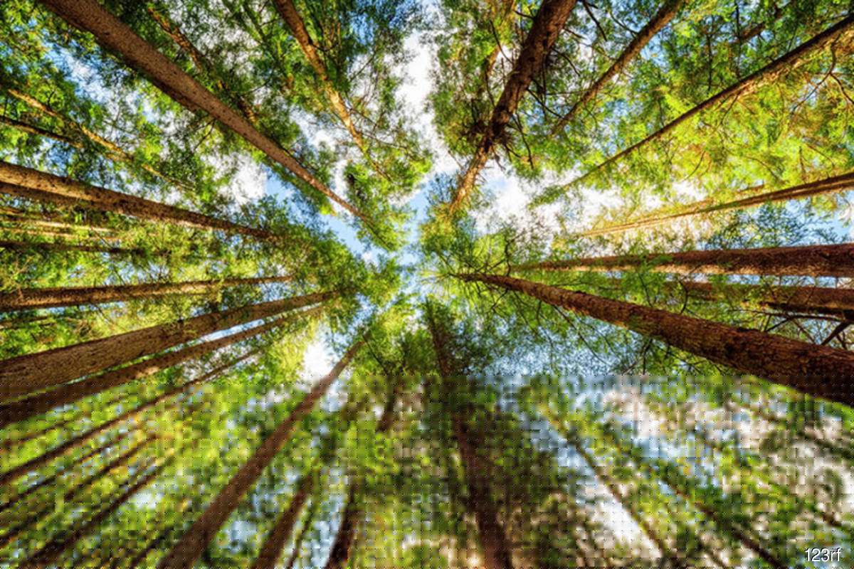 Sarawak timber and forestry master plan study completed | KLSE Screener