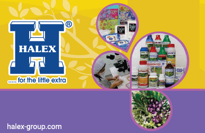 Renewed buying interest emerges in Halex, says AllianceDBS Research